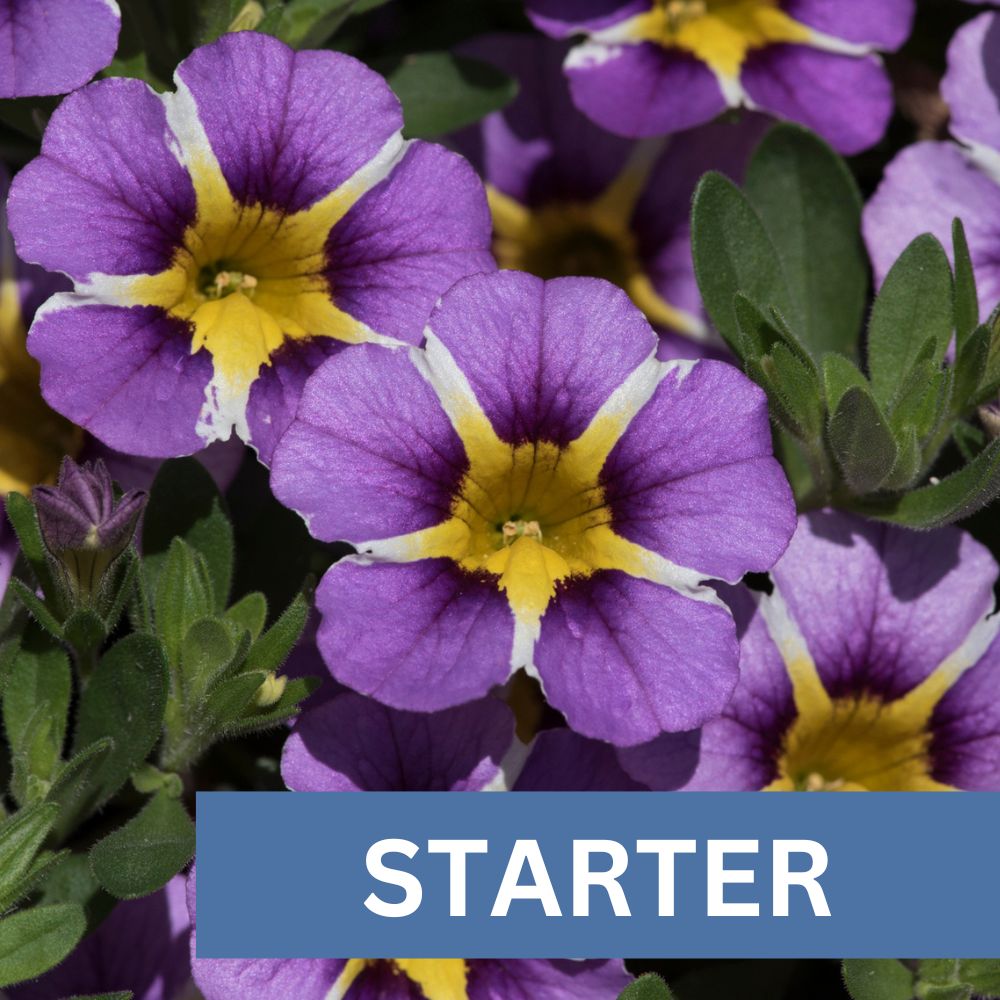 Fuchsia Blue Mirage Plug Plant – Busy Bee Garden Centre