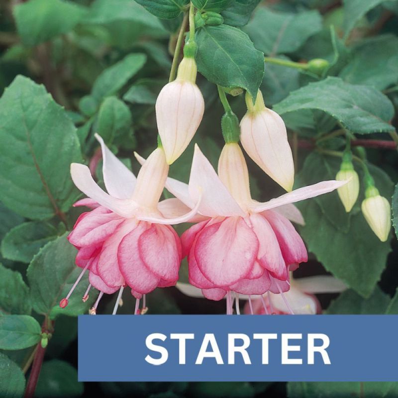 Fuchsia S Bell Kit Oxtoby Plug Plant – Busy Bee Garden Centre
