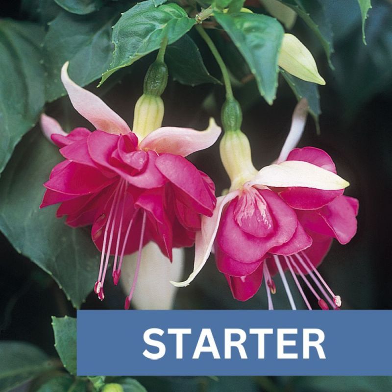 Fuchsia S Bell 7th Heaven Plug Plant – Busy Bee Garden Centre