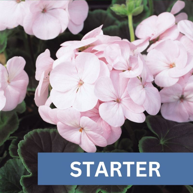 Geranium Bullseye Pink Light Plug Plant – Busy Bee Garden Centre