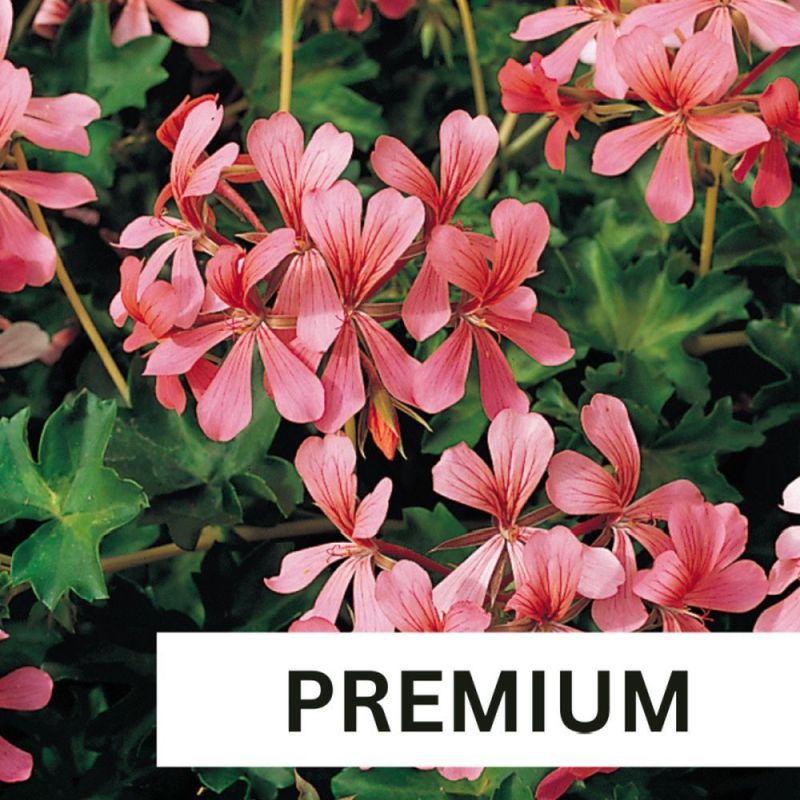 Geranium Ivy Decora Rose Plug Plant – Busy Bee Garden Centre