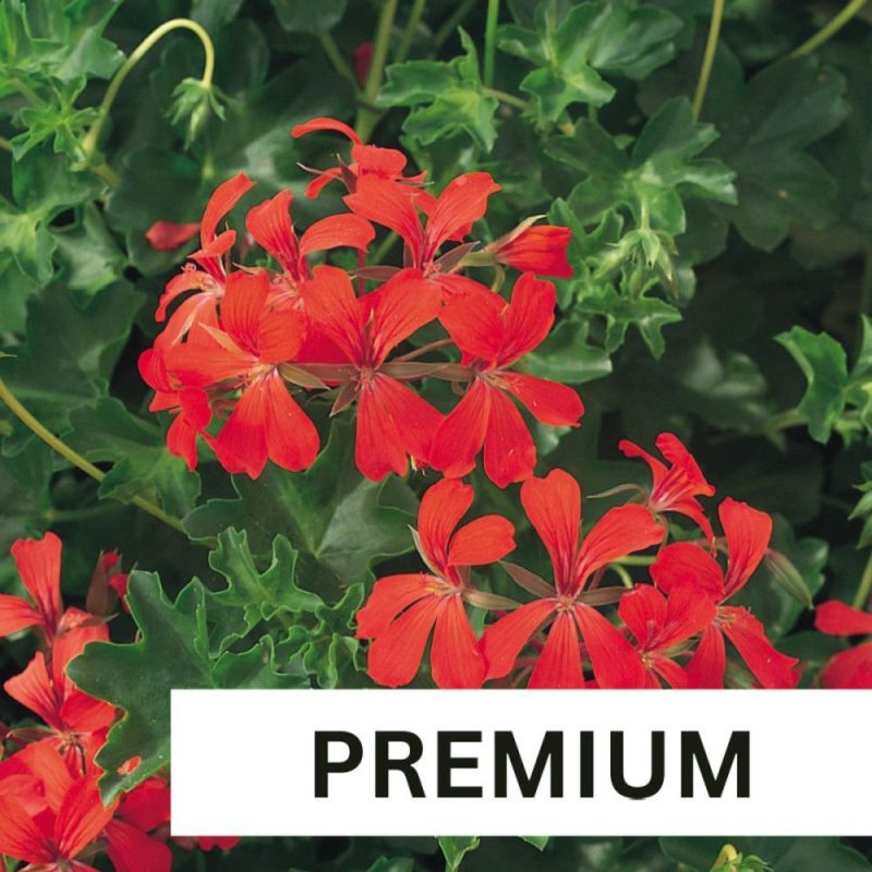 Geranium Ivy Decora Red Plug Plant – Busy Bee Garden Centre