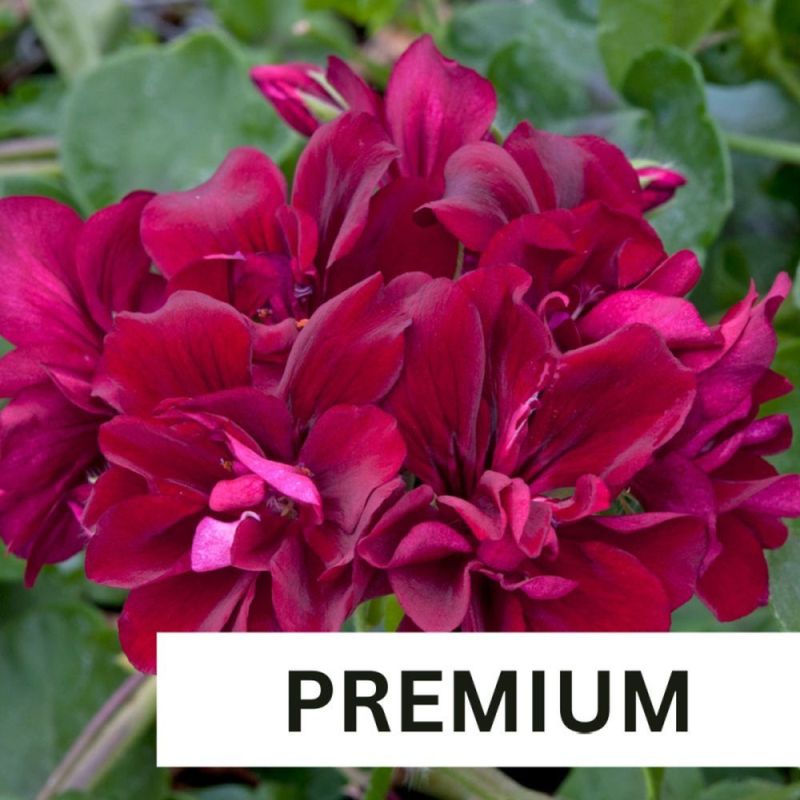 Geranium Ivy Precision Burgundy Red Plug Plant – Busy Bee Garden Centre