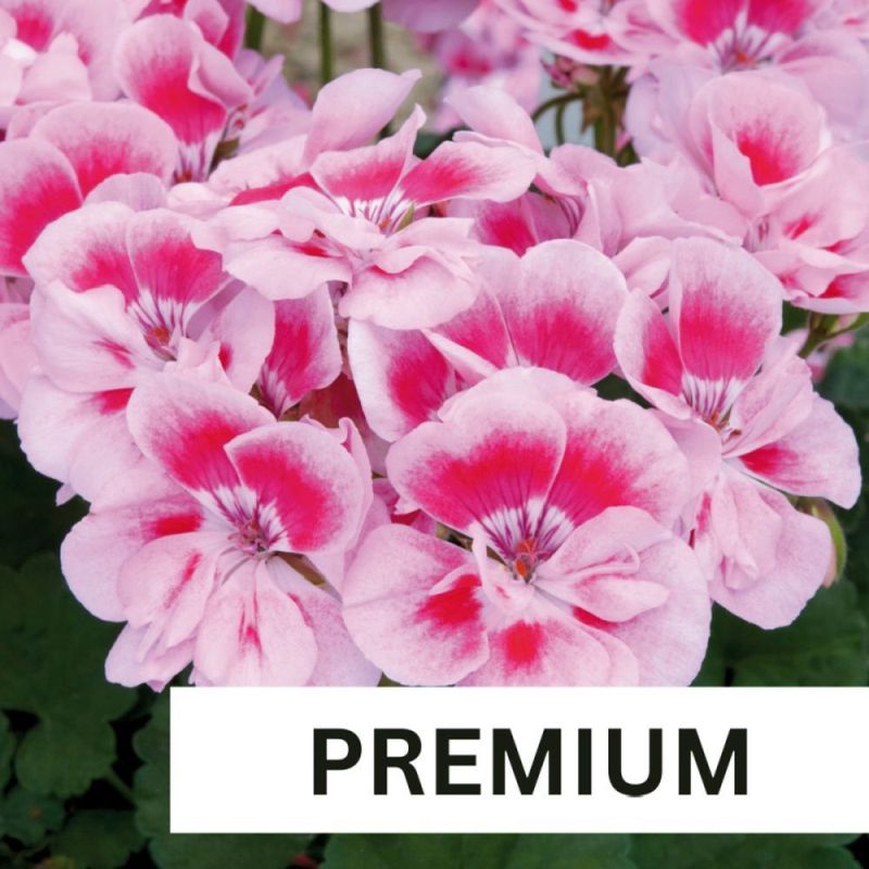 Geranium Zonal Fantasia Pink Lt Splash Plug Plant – Busy Bee Garden Centre