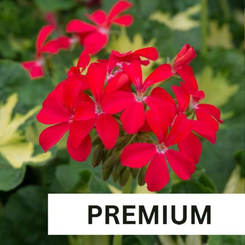 Geranium Happy Thought Red Plug Plant – Busy Bee Garden Centre