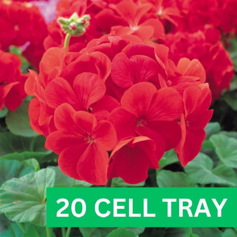 Geranium Bright Red Plug Plant – Busy Bee Garden Centre