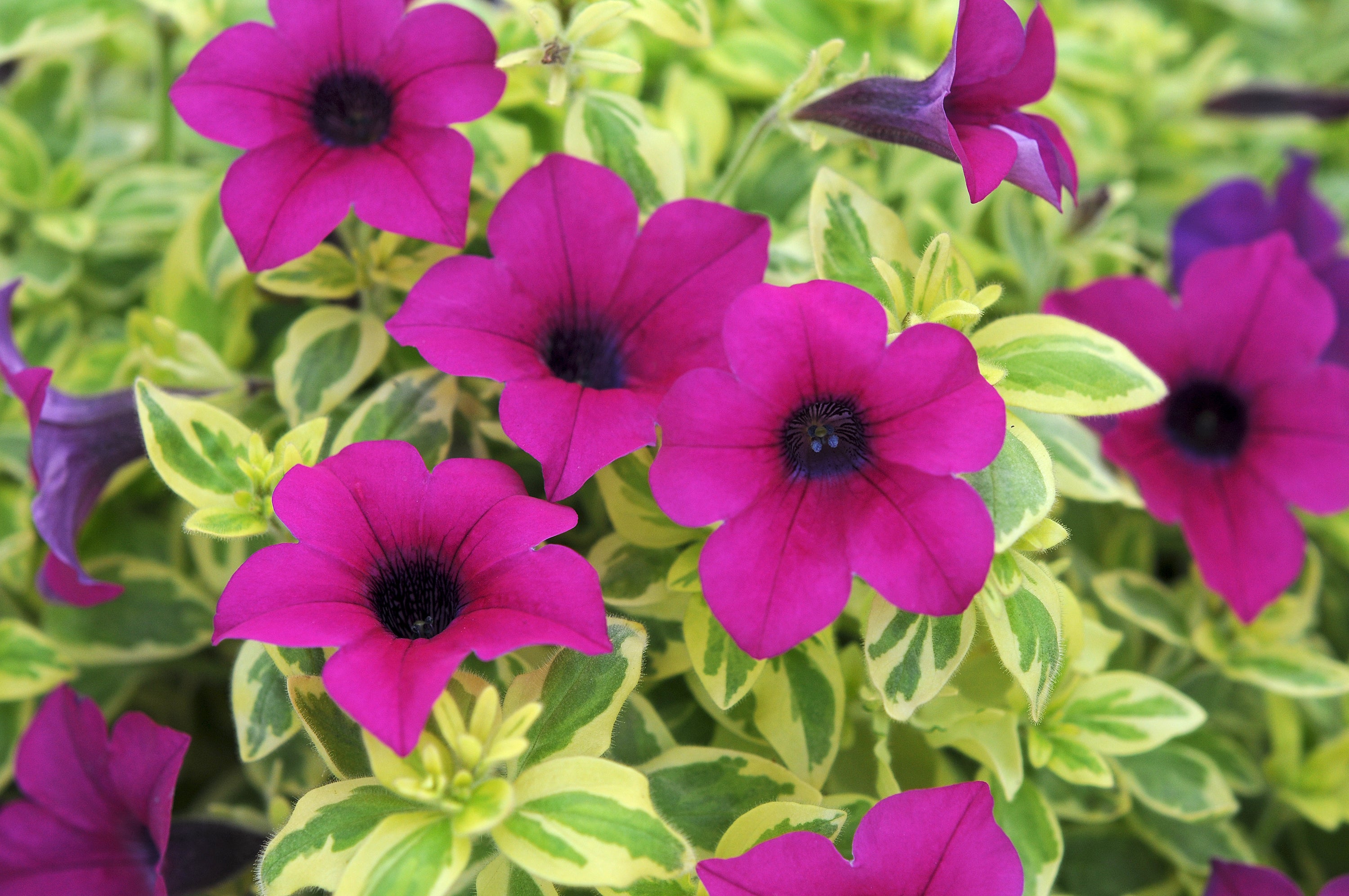 Petunia Variegated Purple 10cm – Busy Bee Garden Centre